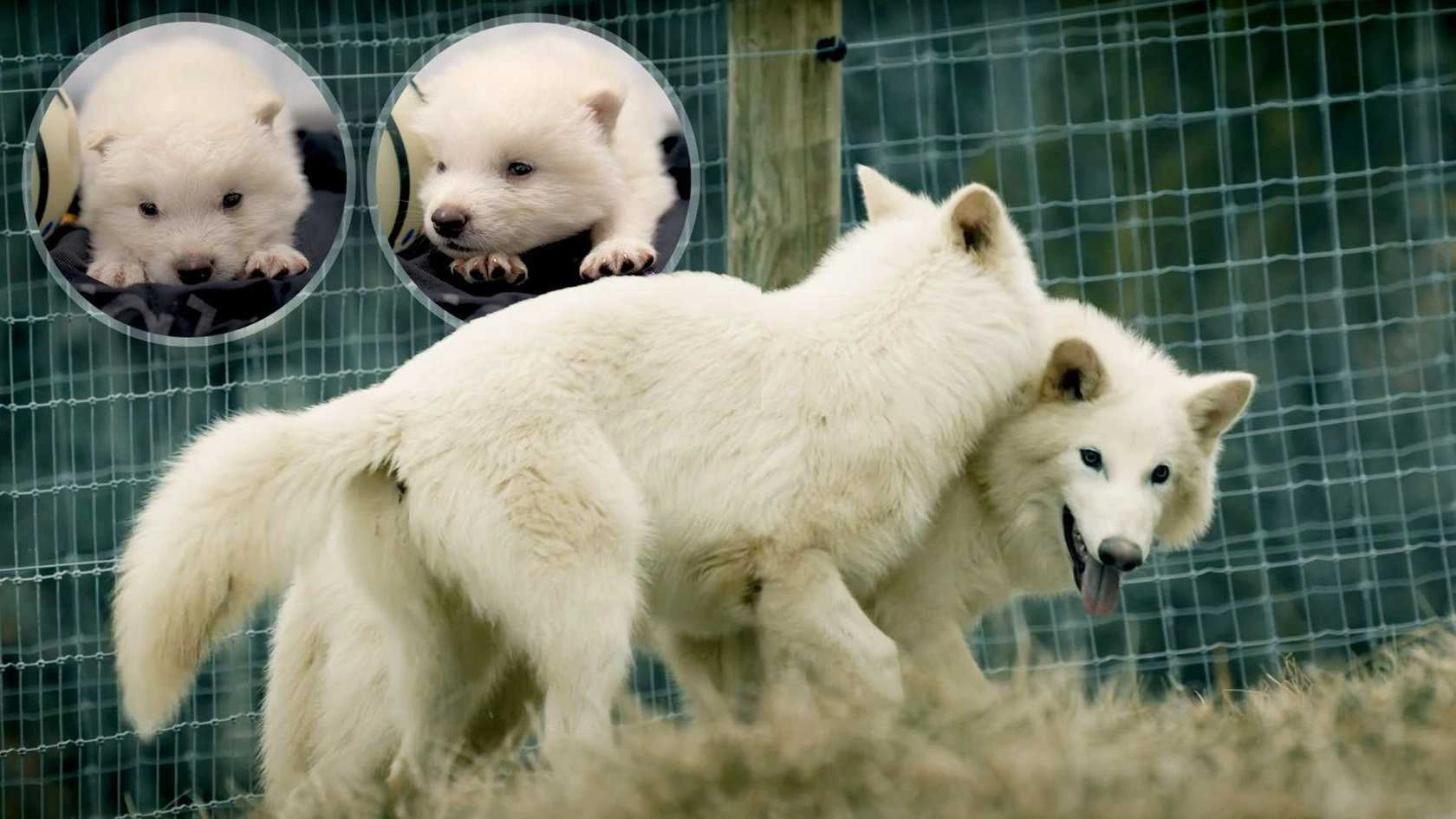 Scientists Clone Extinct Dire Wolf After 10,000 Years - Hot Recent News